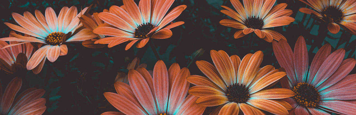 De betekenis van ‘zen’ (en hoe je ‘helemaal zen’ kunt worden) - Bedrock