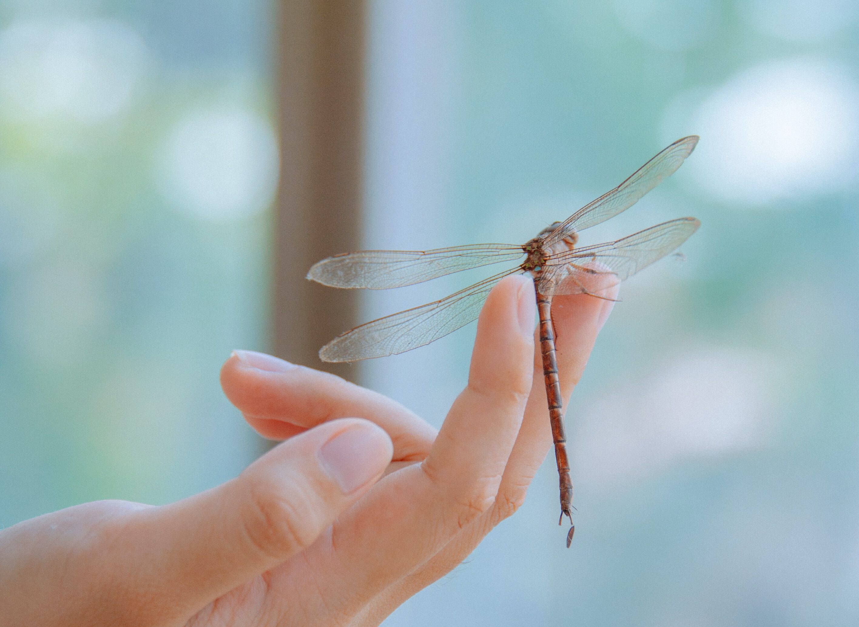 Zie je een libelle voorbij vliegen? Dit is de spirituele betekenis van ...