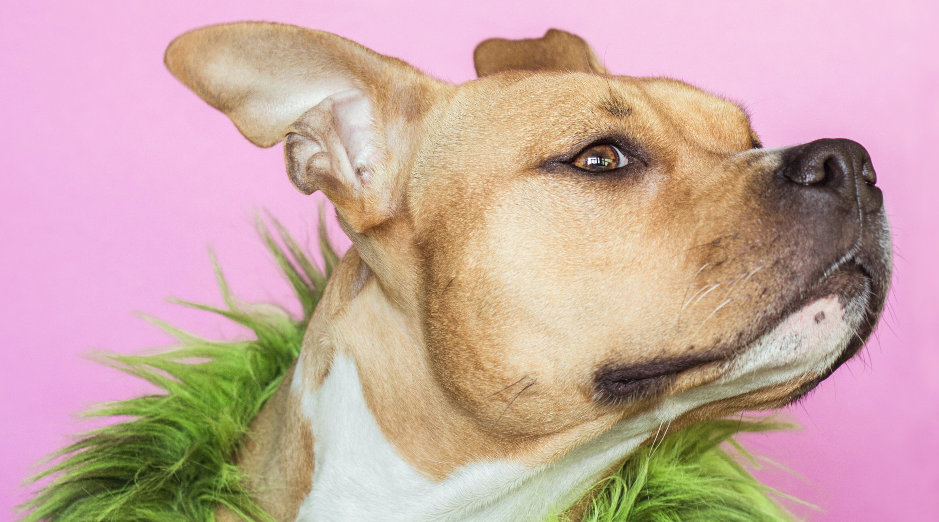 BEDROCK S Beestenboel Onder Het Motto Van Dierendag 5x Dog Friendly Places bedrock-s-beestenboel-onder-het-motto-van-dierendag-5x-dog-friendly-places