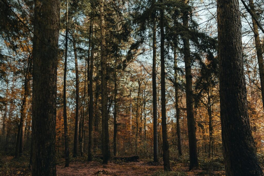 'Alleen in het bos met een man of een beer?' Dé viral vraag op social ...